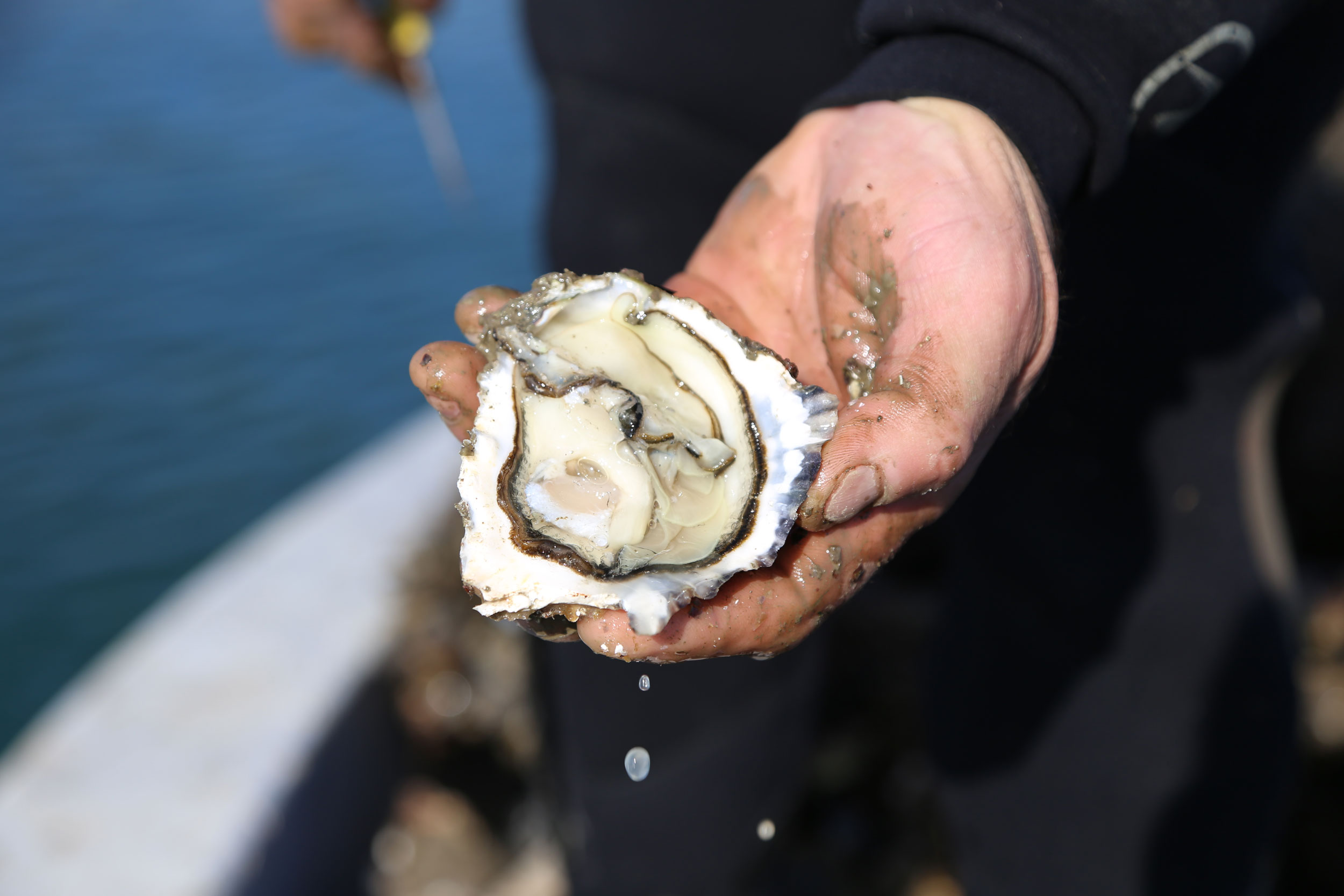 Métiers de la mer – Port Saint-Louis-du-Rhône